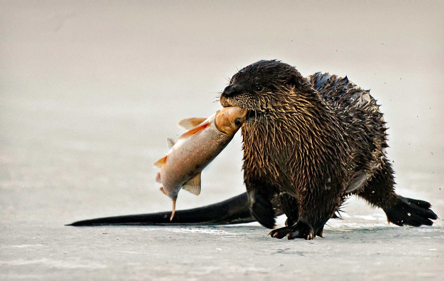 Fact: Beavers can mitigate climate change – Wild World